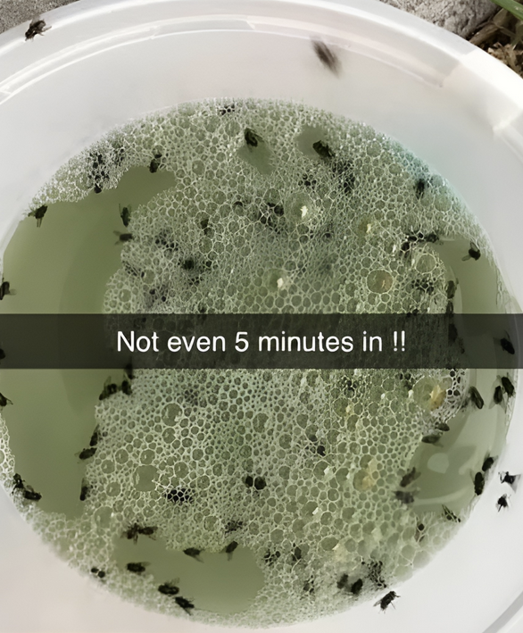 how to make a trap for flies and mosquitoes at home – Cheap Simple Recipes